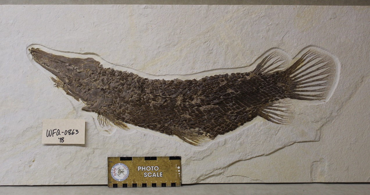 Newsletter of the Association of Applied Paleontological Sciences